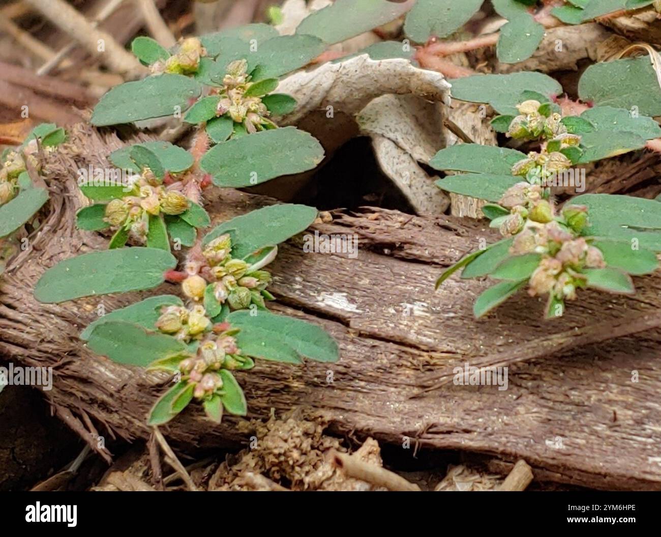 Spotted spurge (Euphorbia maculata Stock Photo - Alamy