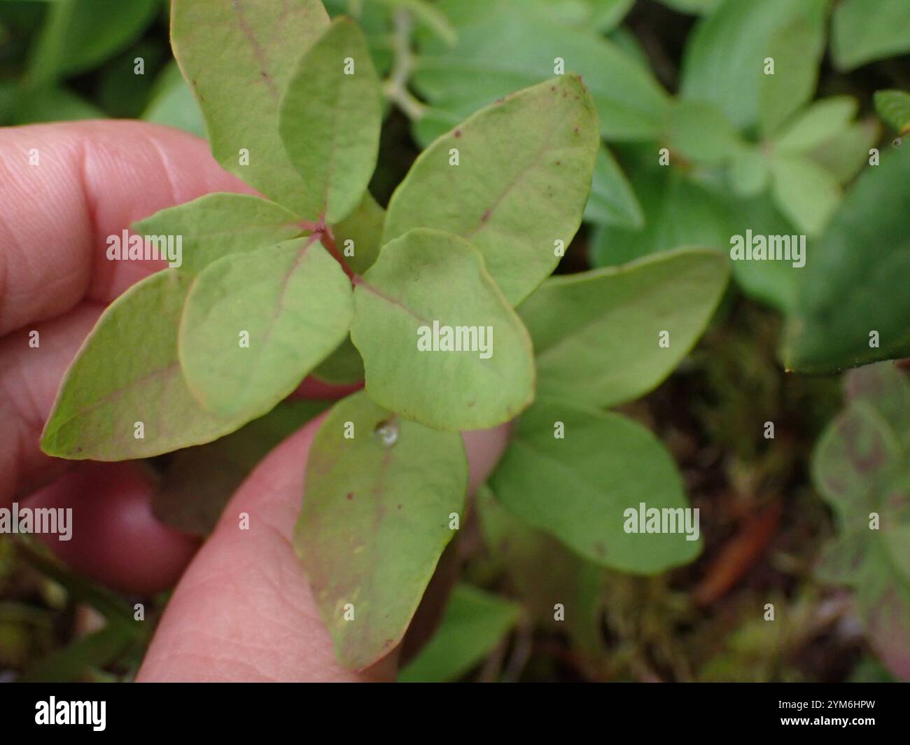 Northern Comandra (Geocaulon lividum Stock Photo - Alamy