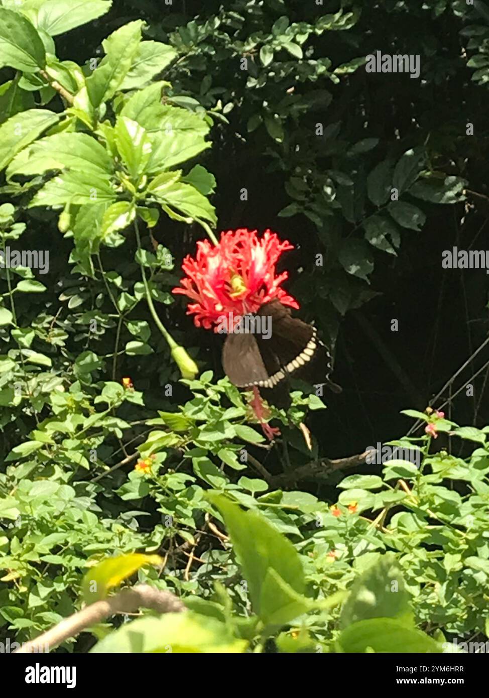 Common Mormon Swallowtail (Papilio polytes Stock Photo - Alamy