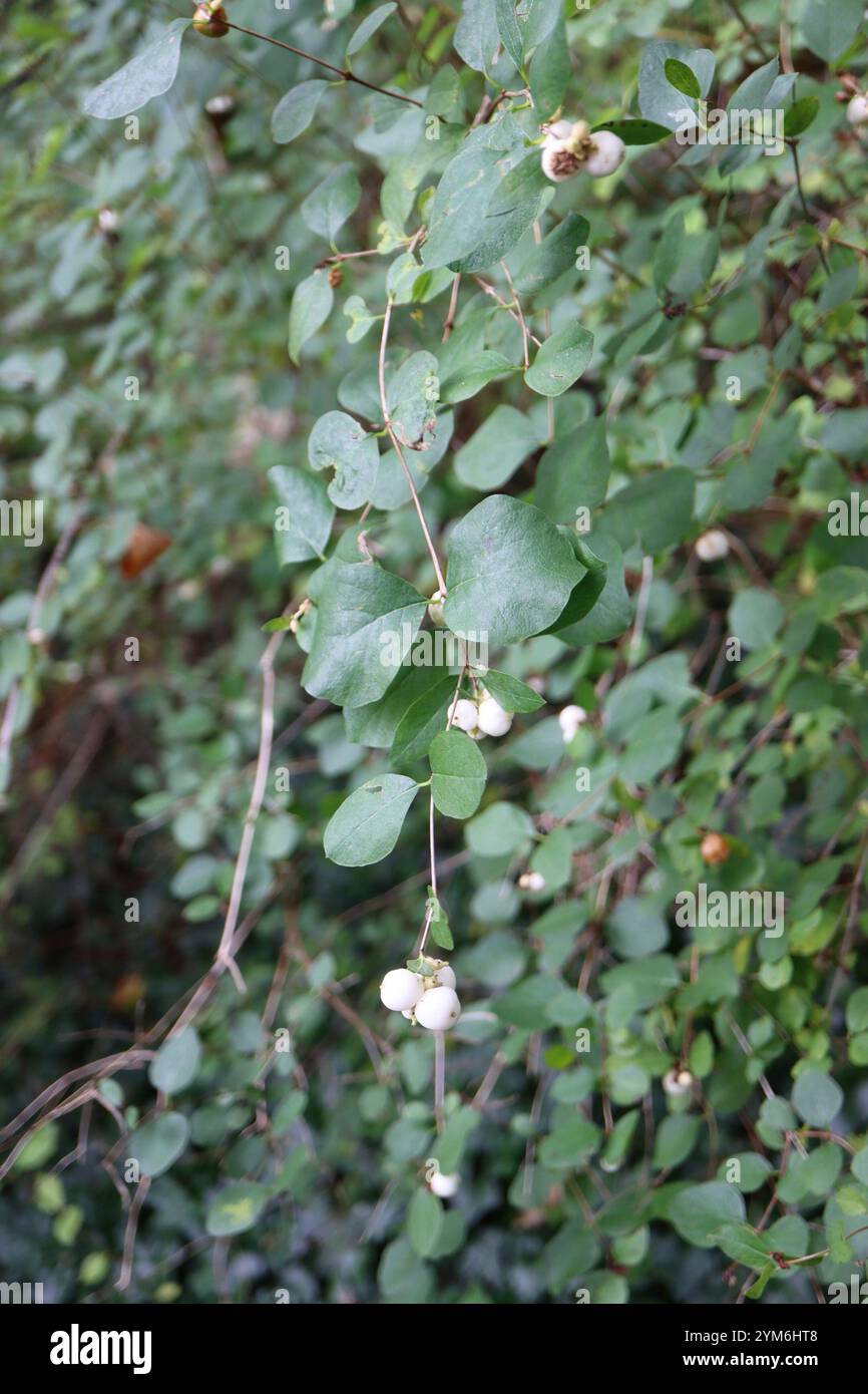 Common Snowberry (Symphoricarpos albus Stock Photo - Alamy