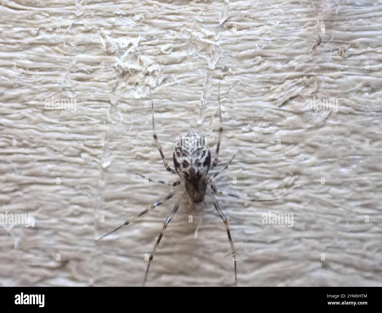 Sheetweb and Dwarf Weavers (Linyphiidae Stock Photo - Alamy