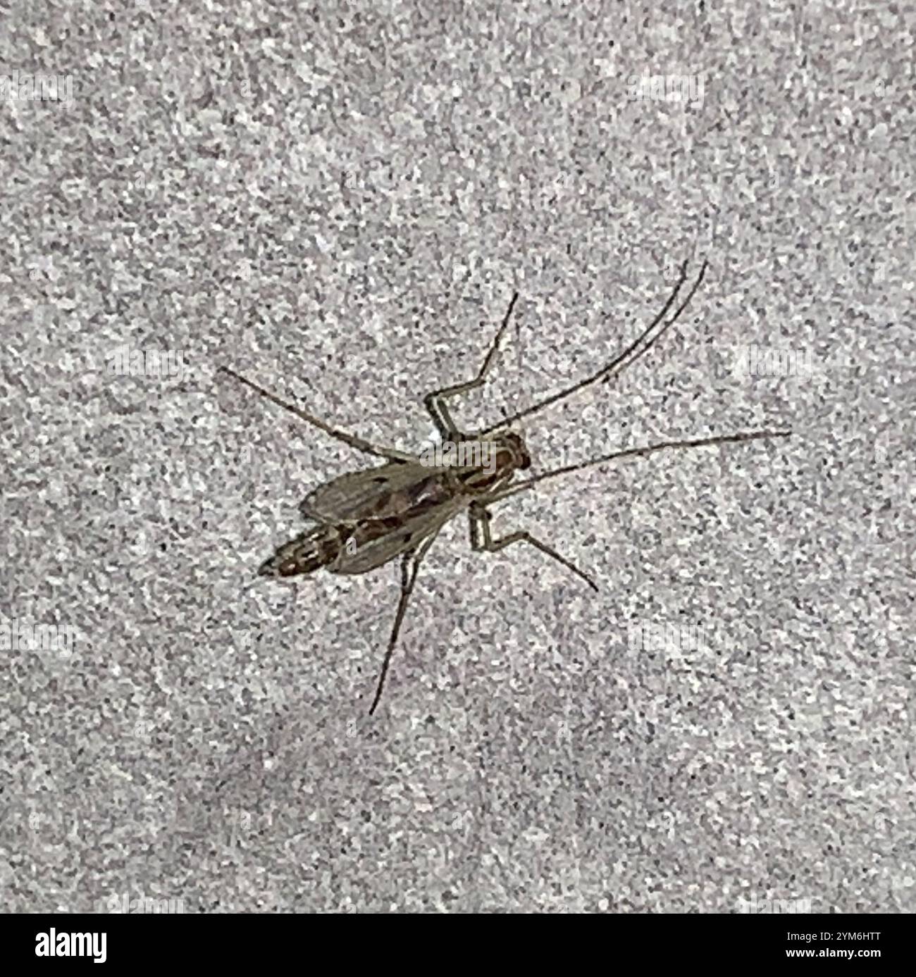 Non-biting Midges (Chironomidae Stock Photo - Alamy