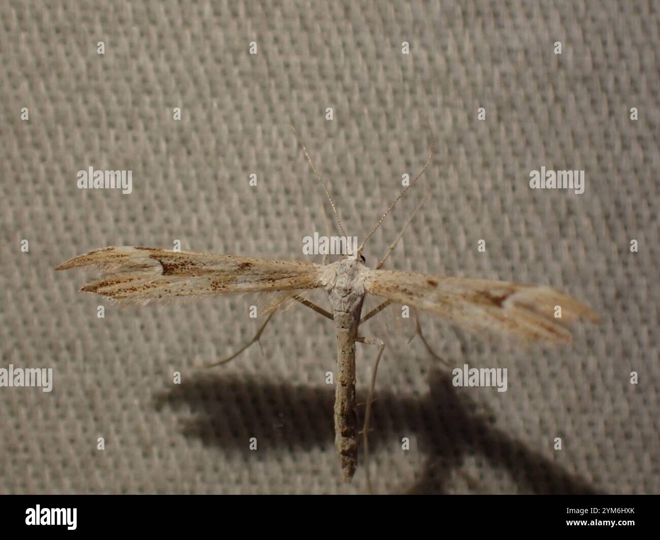 Plume Moths (Pterophoridae Stock Photo - Alamy