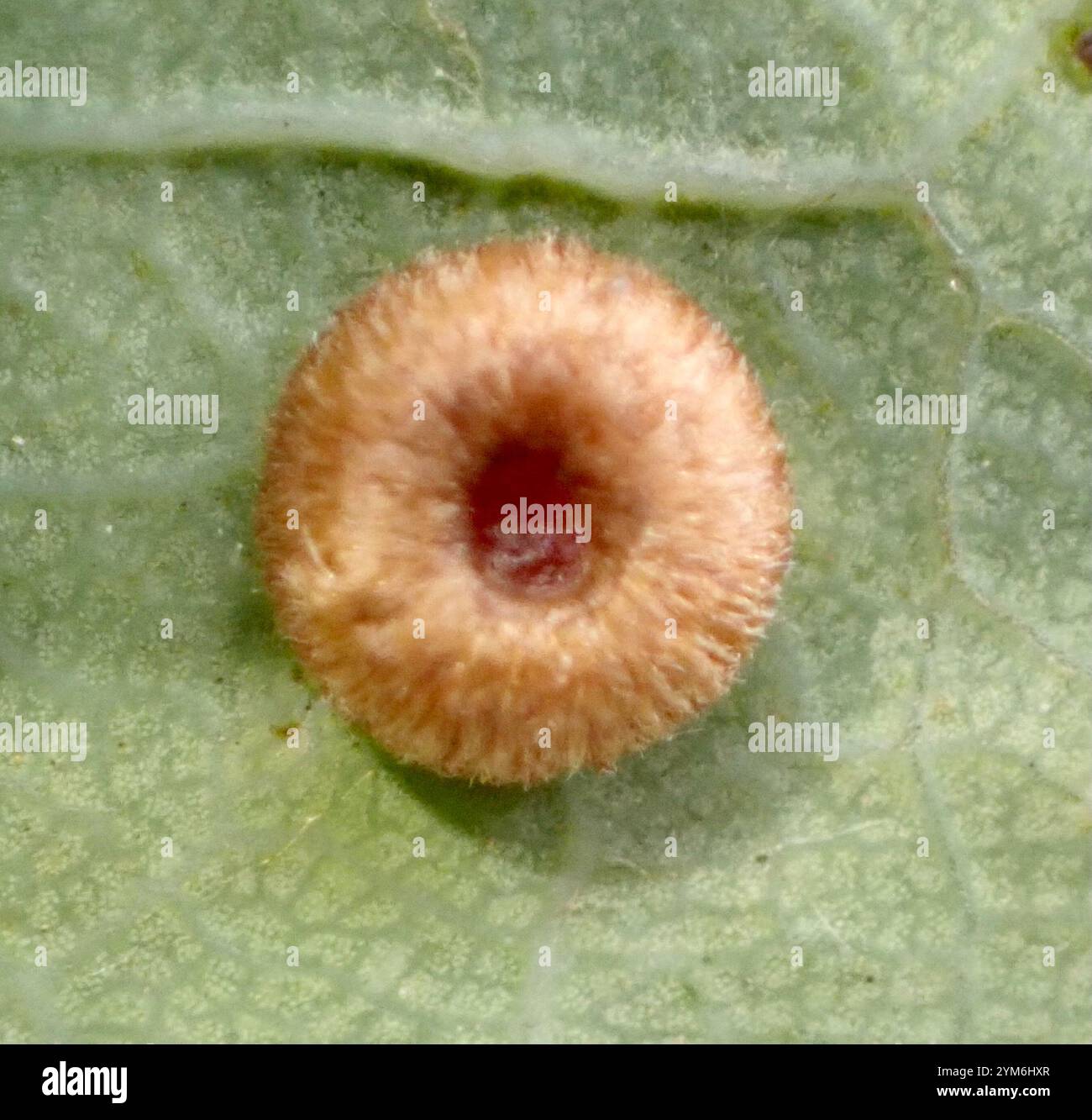 Silk-Button Spangle Gall Wasp (Neuroterus numismalis Stock Photo - Alamy