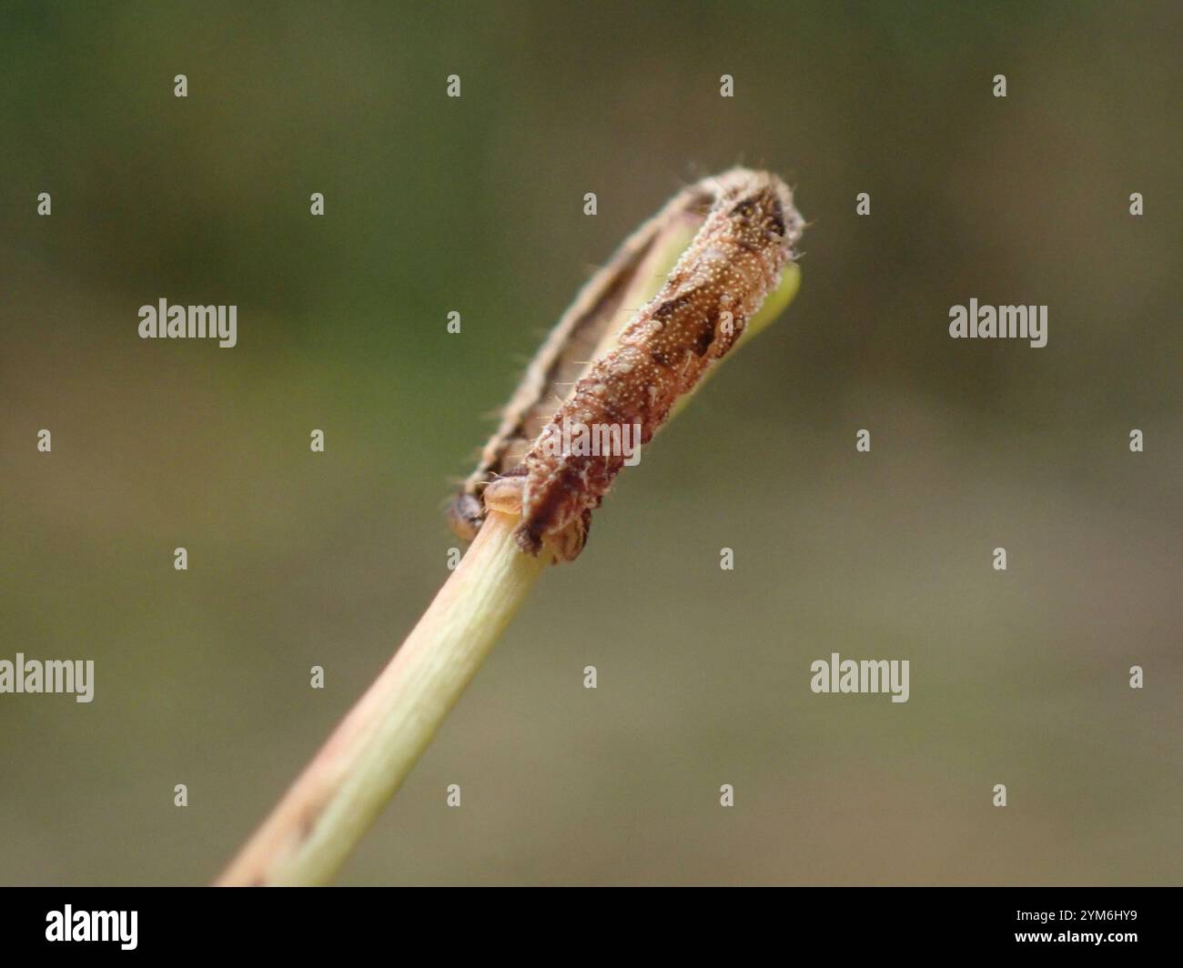Geometer Moths (Geometridae Stock Photo - Alamy