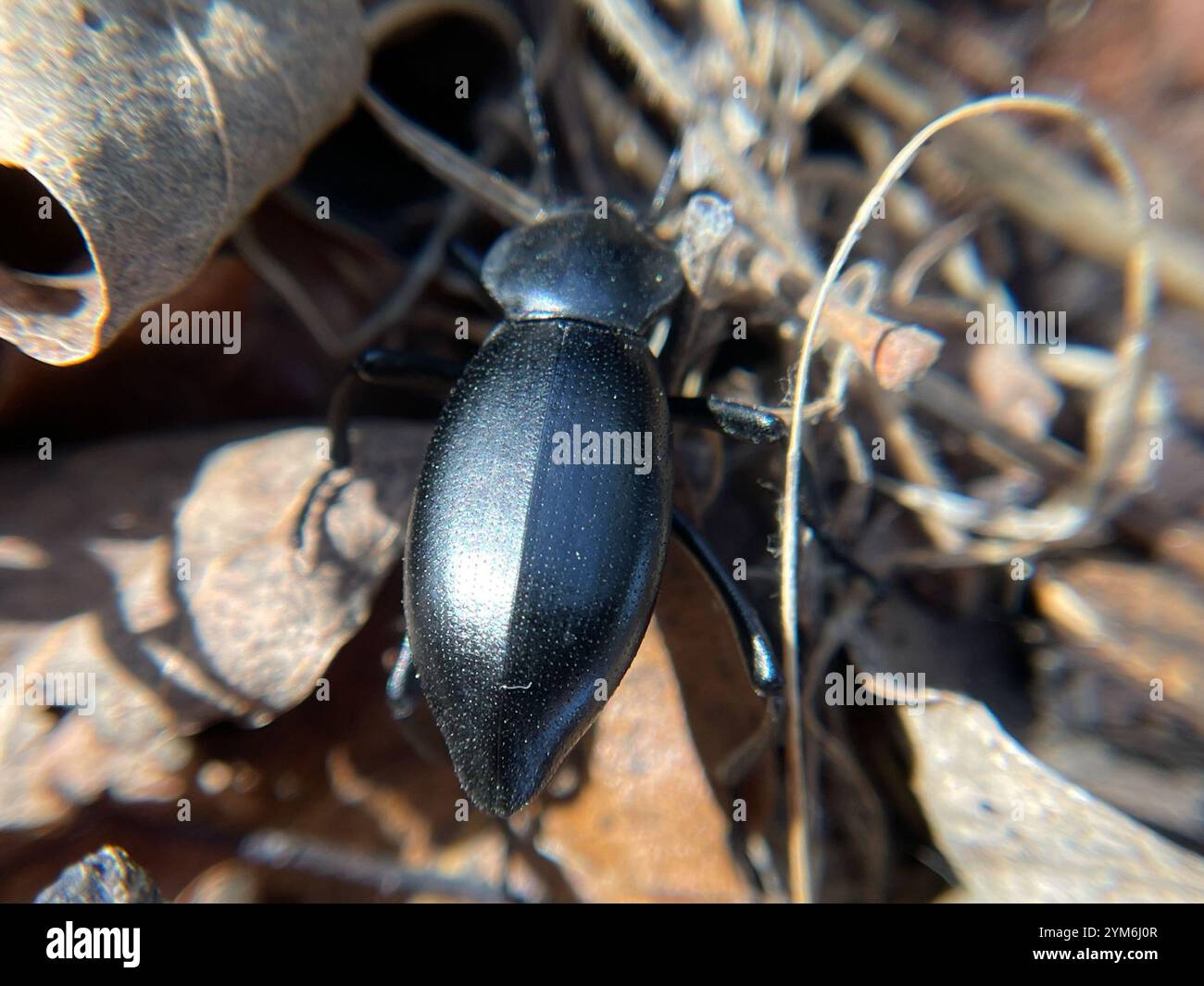 Dentate Stink Beetle (Eleodes dentipes Stock Photo - Alamy