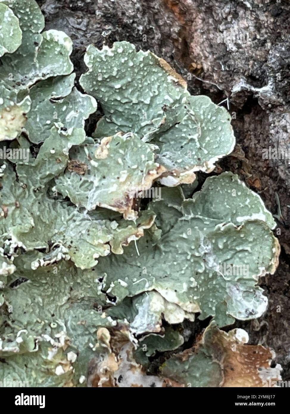 common greenshield lichen (Flavoparmelia caperata Stock Photo - Alamy
