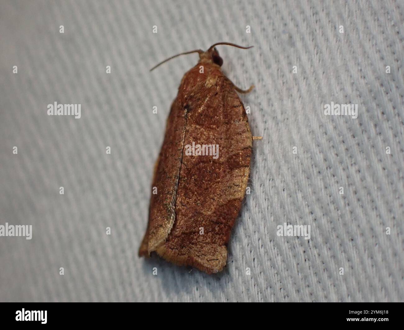 Tortricid Leafroller Moths and Allies (Tortricoidea Stock Photo - Alamy