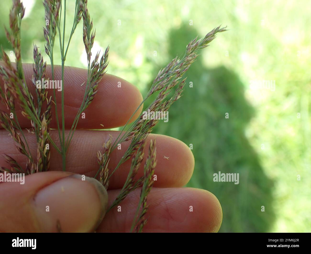 canadian bluejoint (Calamagrostis canadensis Stock Photo - Alamy