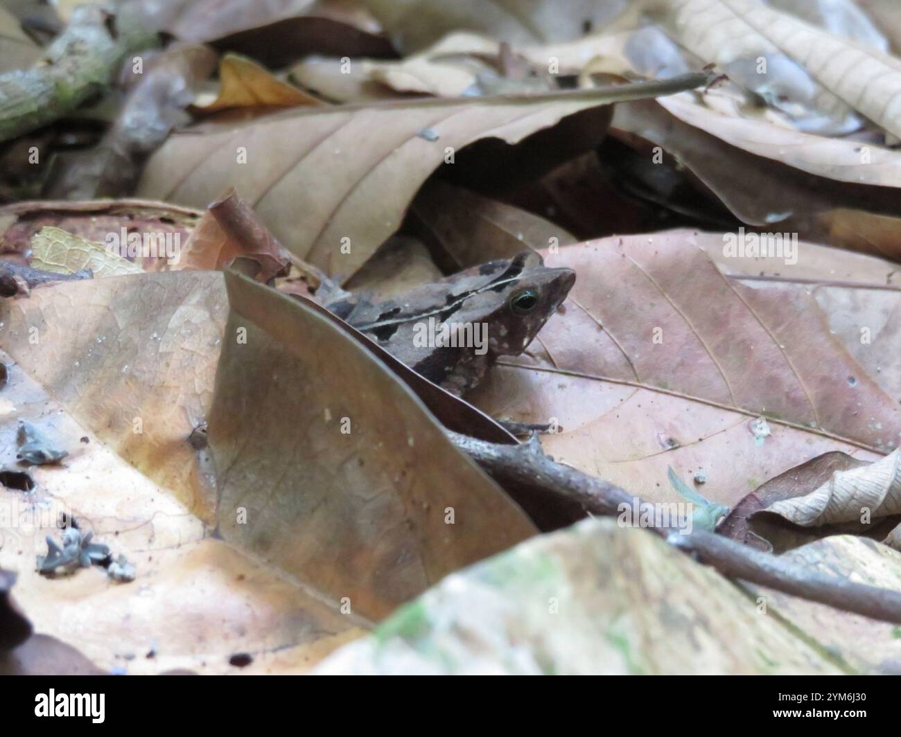 Beaked Toads (Rhinella Stock Photo - Alamy