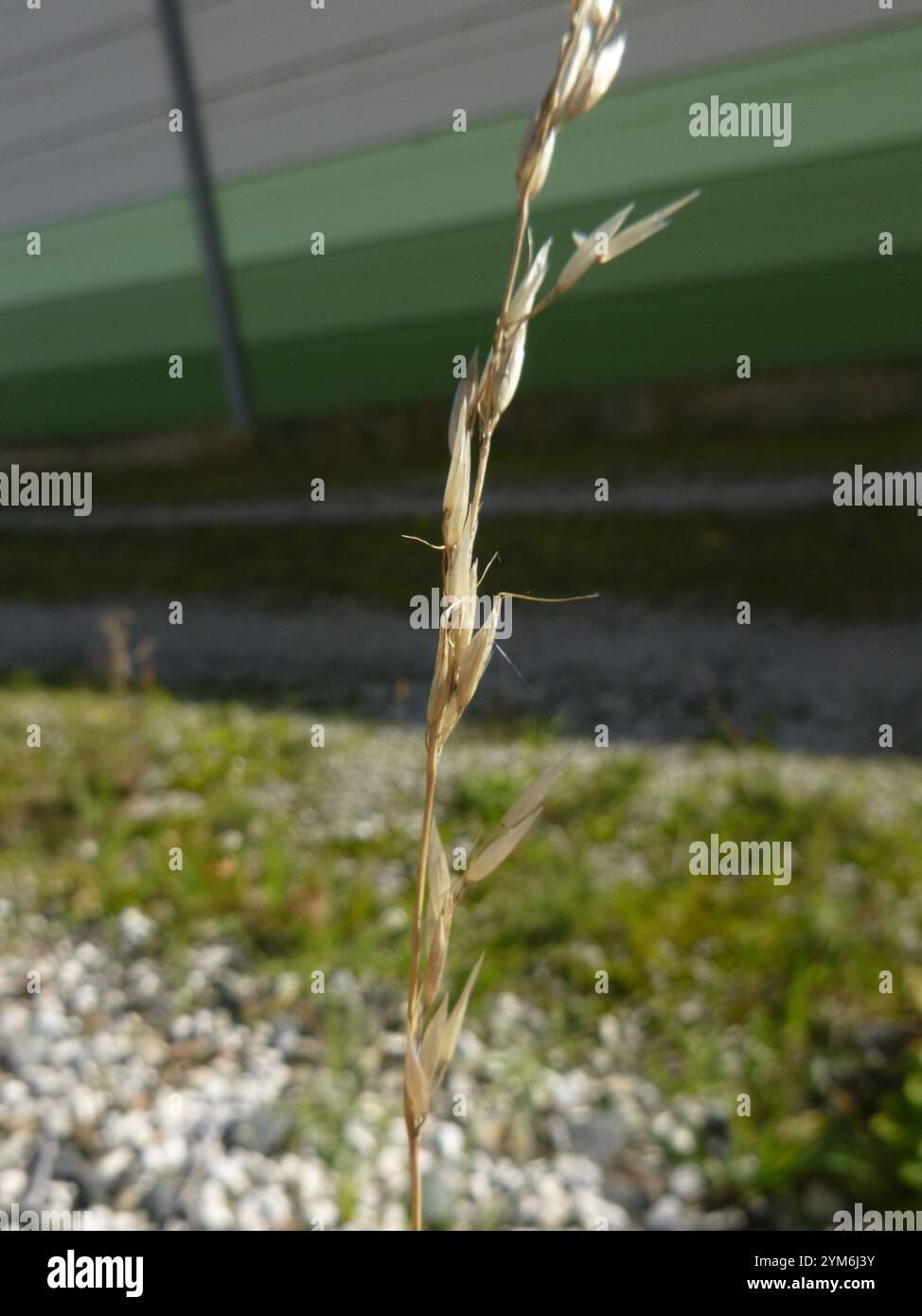 tall oat grass (Arrhenatherum elatius Stock Photo - Alamy