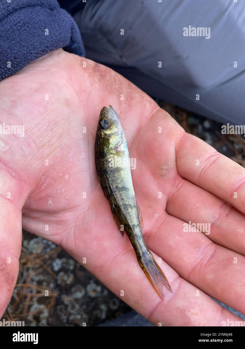 Perca flavescens hi-res stock photography and images - Alamy