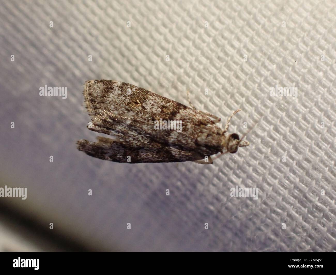 Moss-eating Crambid Snout Moths (Scopariinae Stock Photo - Alamy