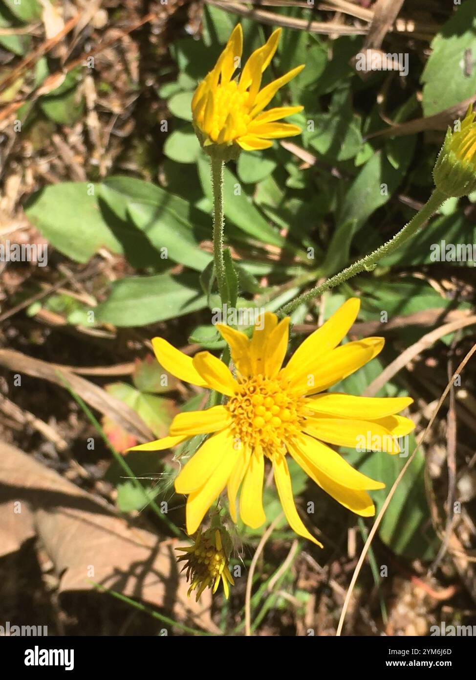 Maryland golden-aster (Chrysopsis mariana Stock Photo - Alamy