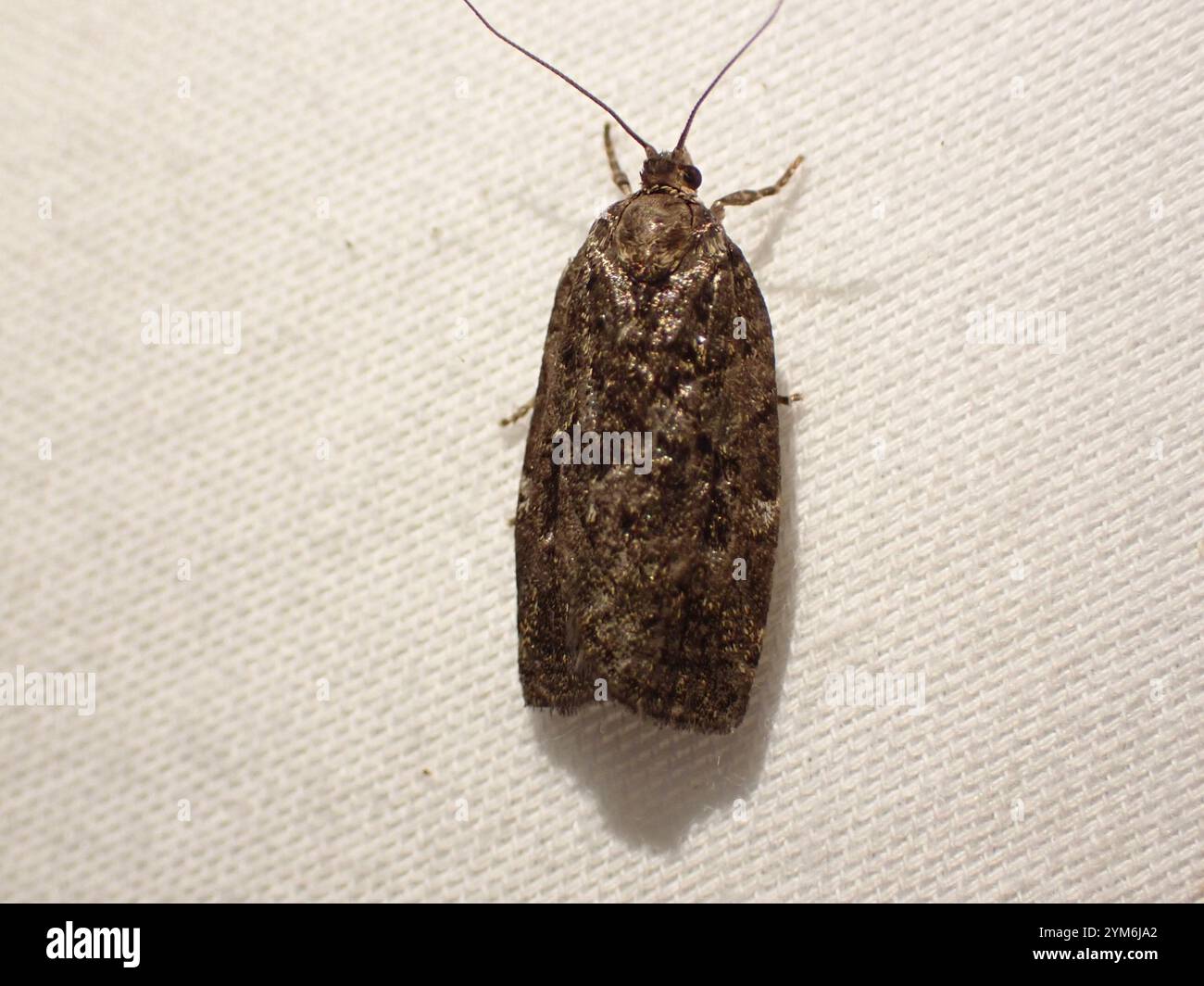 Spruce Budworm Moth (Choristoneura fumiferana Stock Photo - Alamy