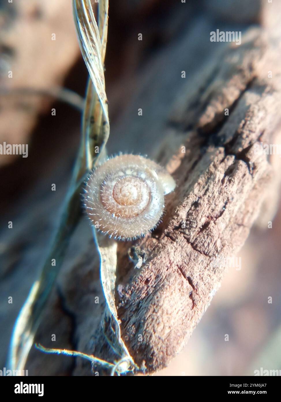 Hairy snail trochulus hispidus hi-res stock photography and images - Alamy