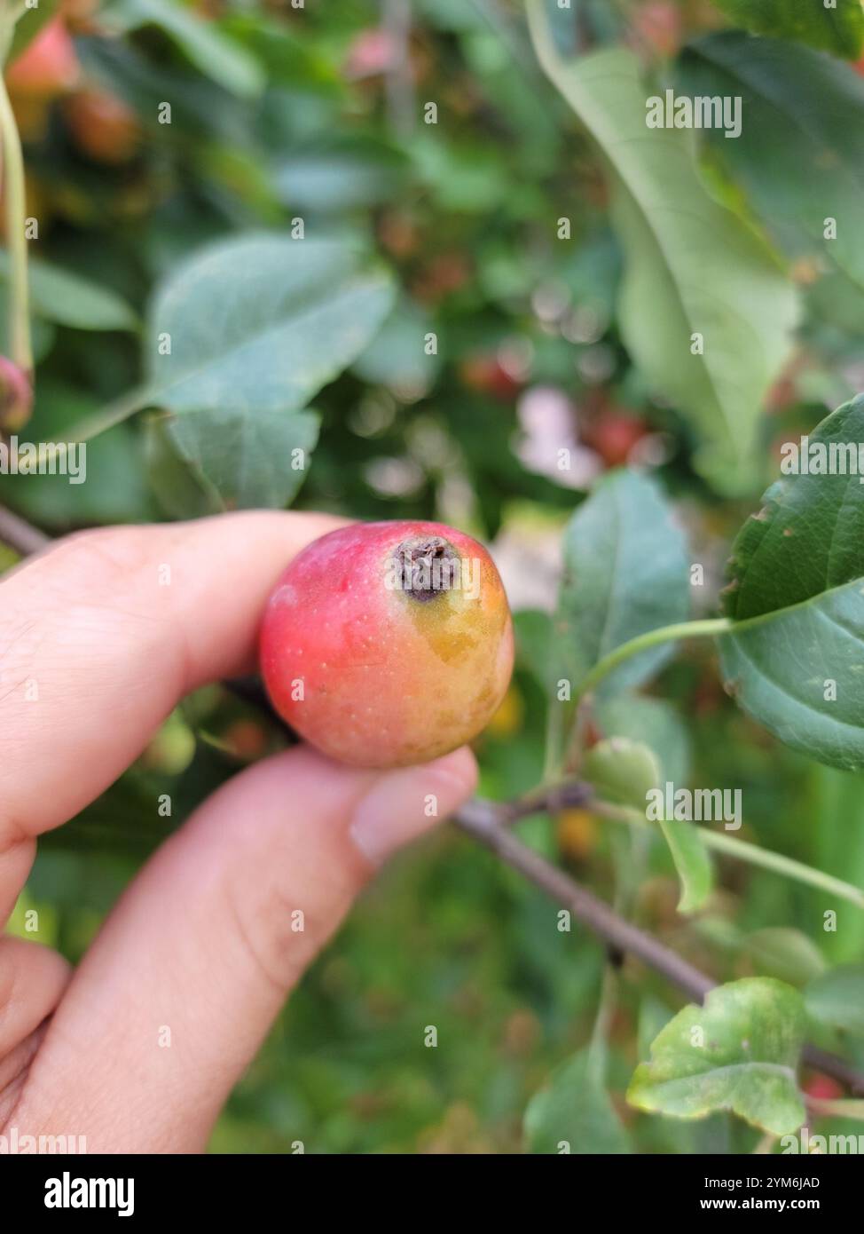Siberian crabapple (Malus baccata Stock Photo - Alamy