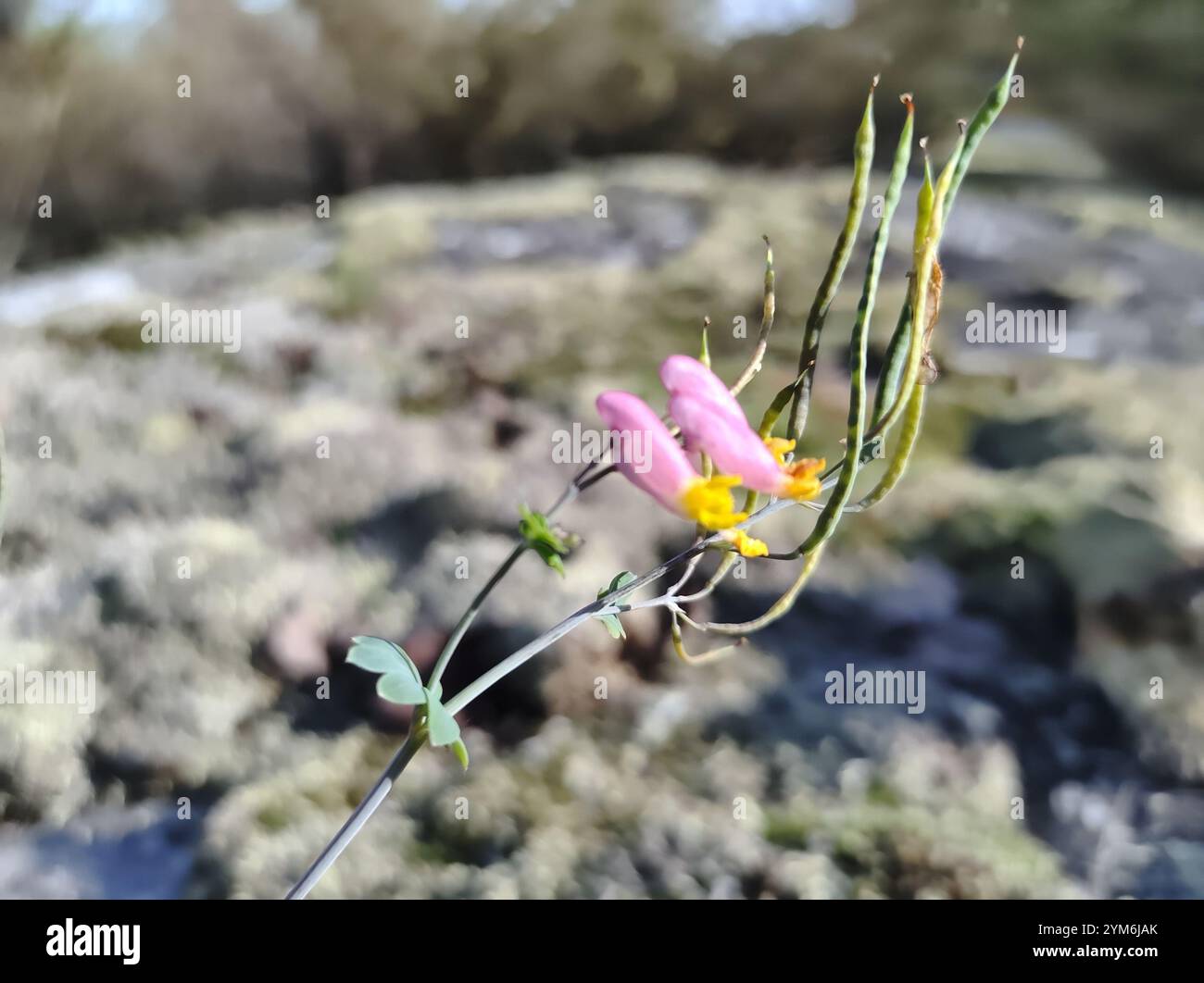 Capnoides sempervirens hi-res stock photography and images - Alamy