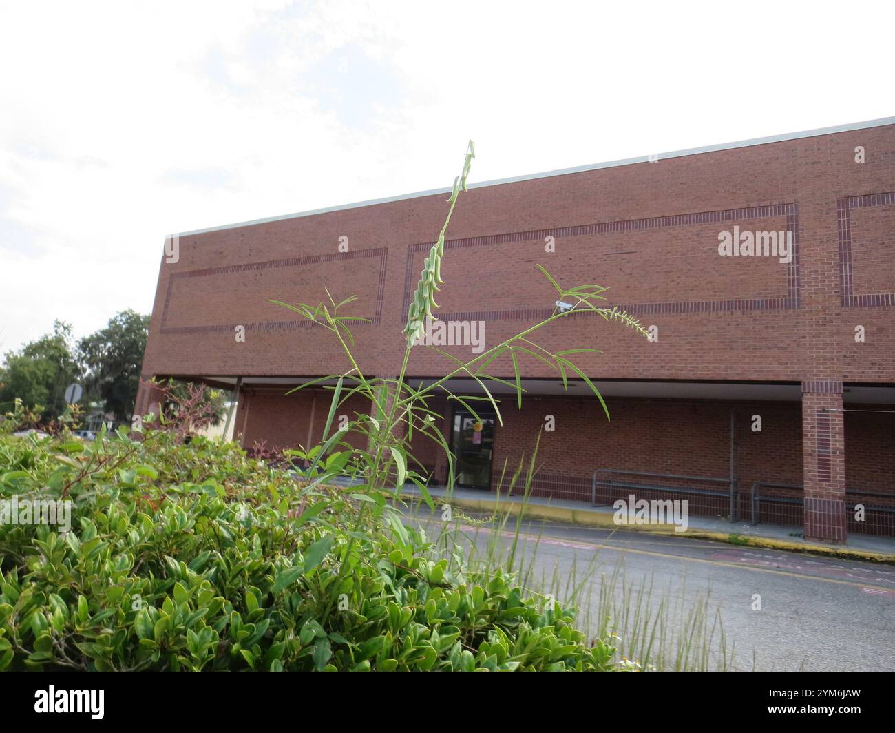 lanceleaf rattlebox (Crotalaria lanceolata Stock Photo - Alamy