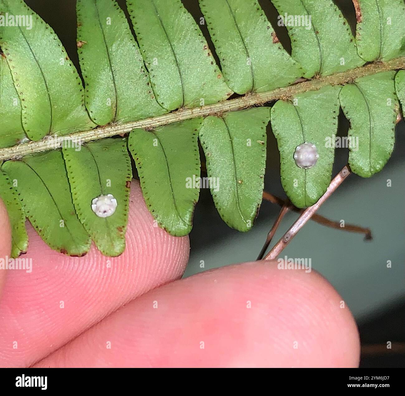 Wax Scales (Ceroplastes Stock Photo - Alamy