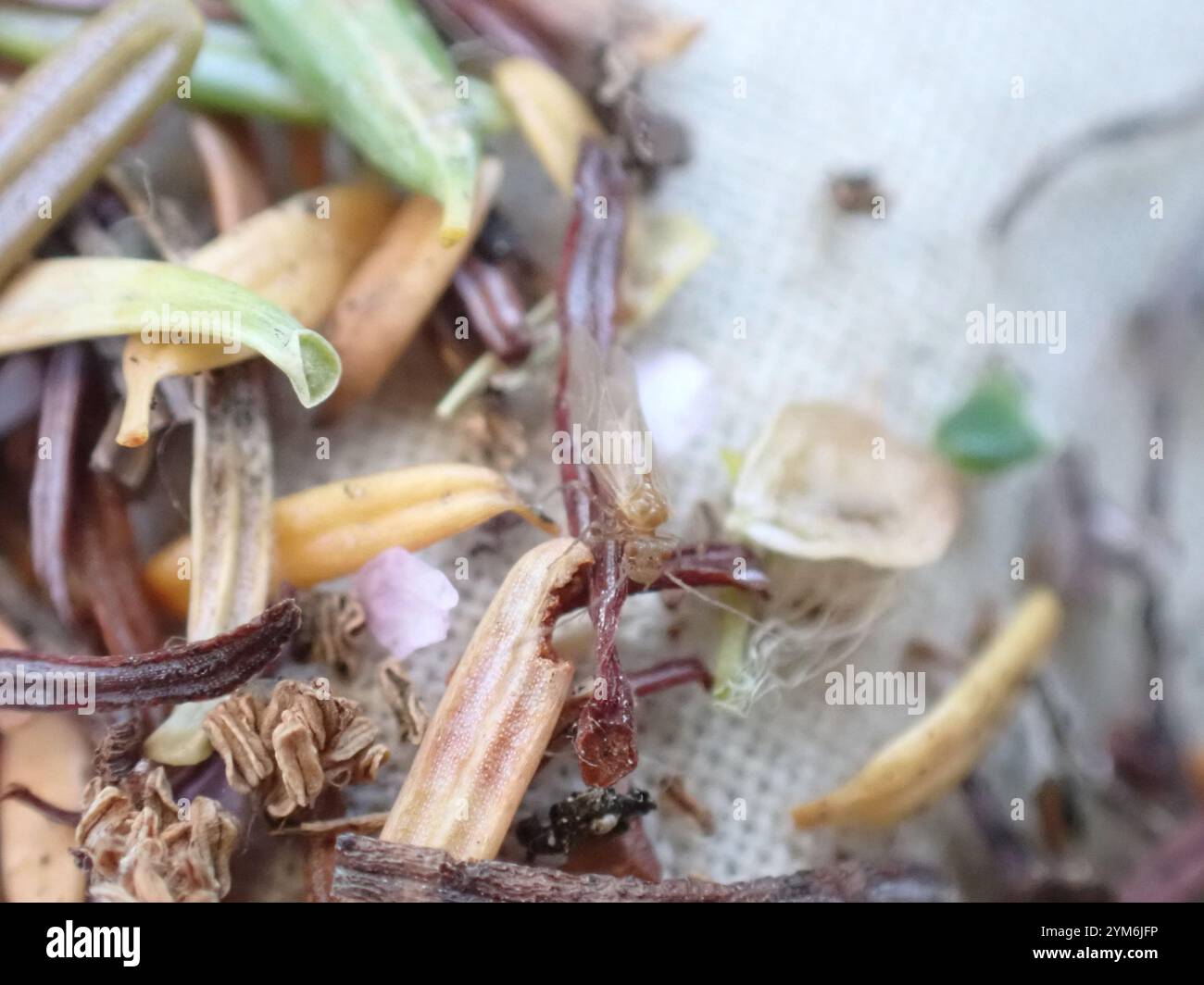 Barklice, Booklice, and Parasitic Lice (Psocodea Stock Photo - Alamy