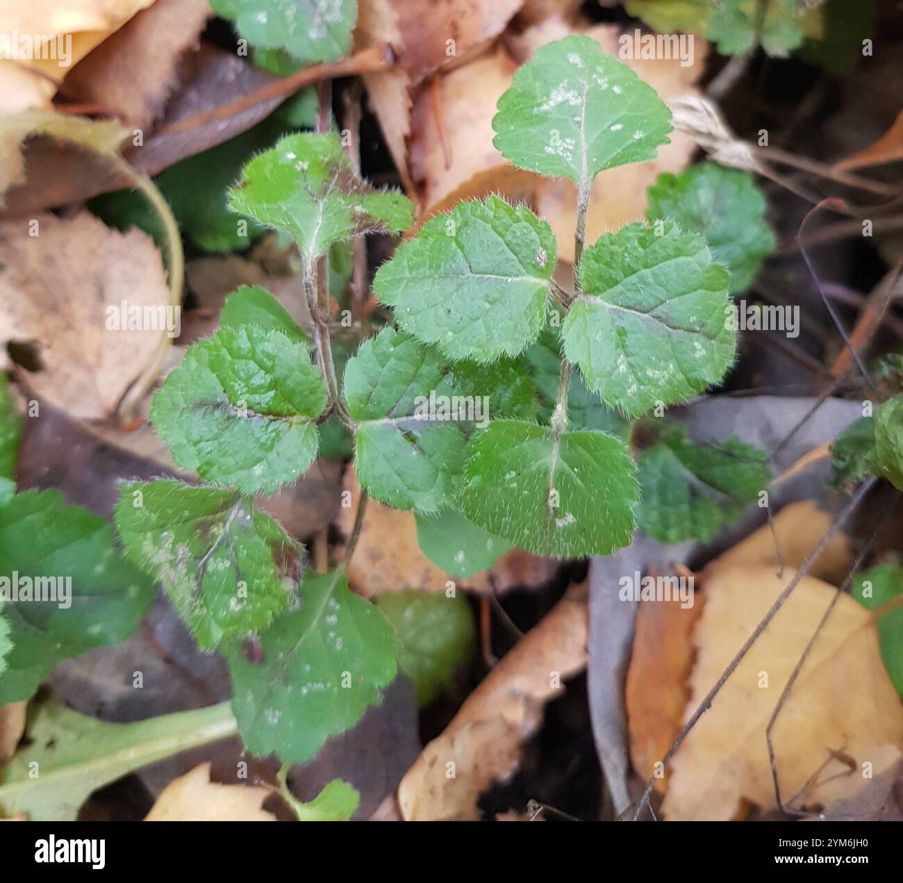 yellow archangel (Lamium galeobdolon Stock Photo - Alamy