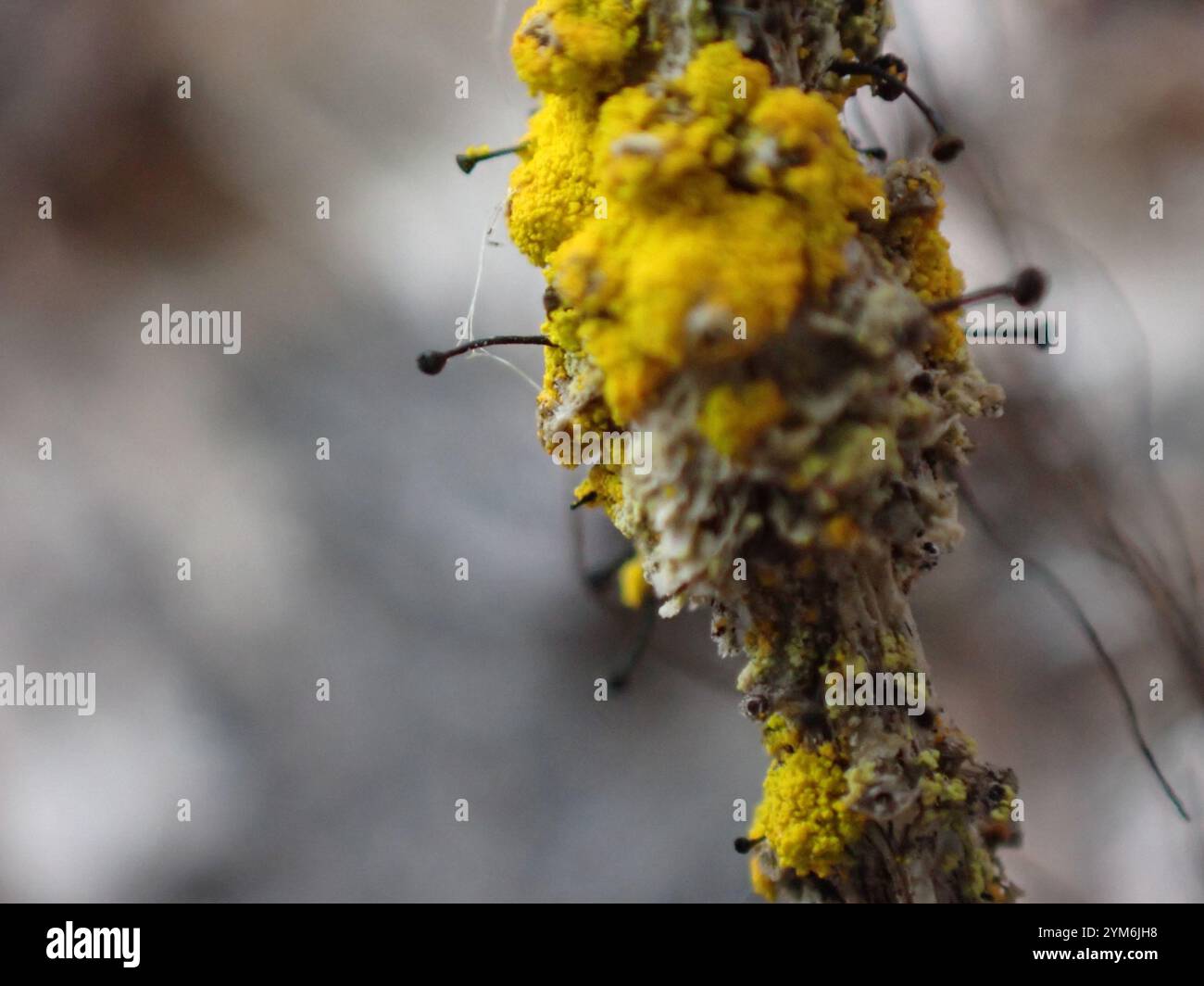 common lichens (Lecanoromycetes Stock Photo - Alamy