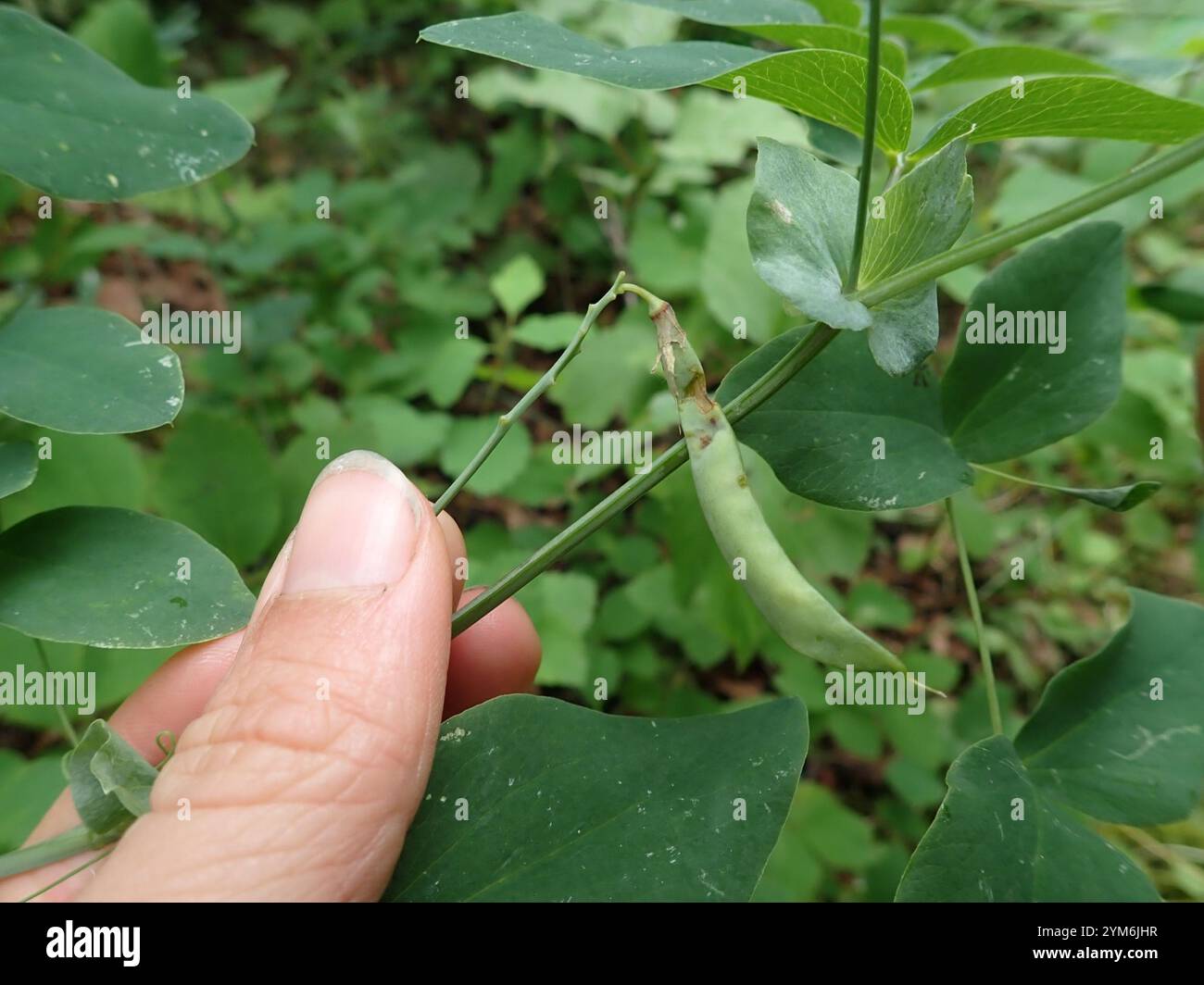 pale vetchling (Lathyrus ochroleucus Stock Photo - Alamy