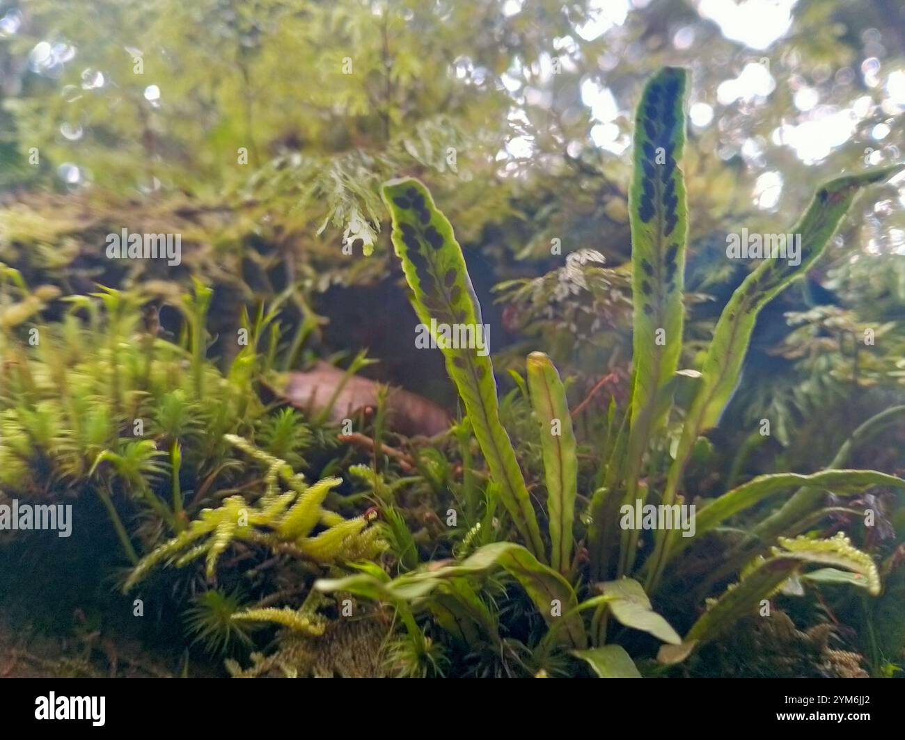 Common strap fern (Notogrammitis billardierei Stock Photo - Alamy