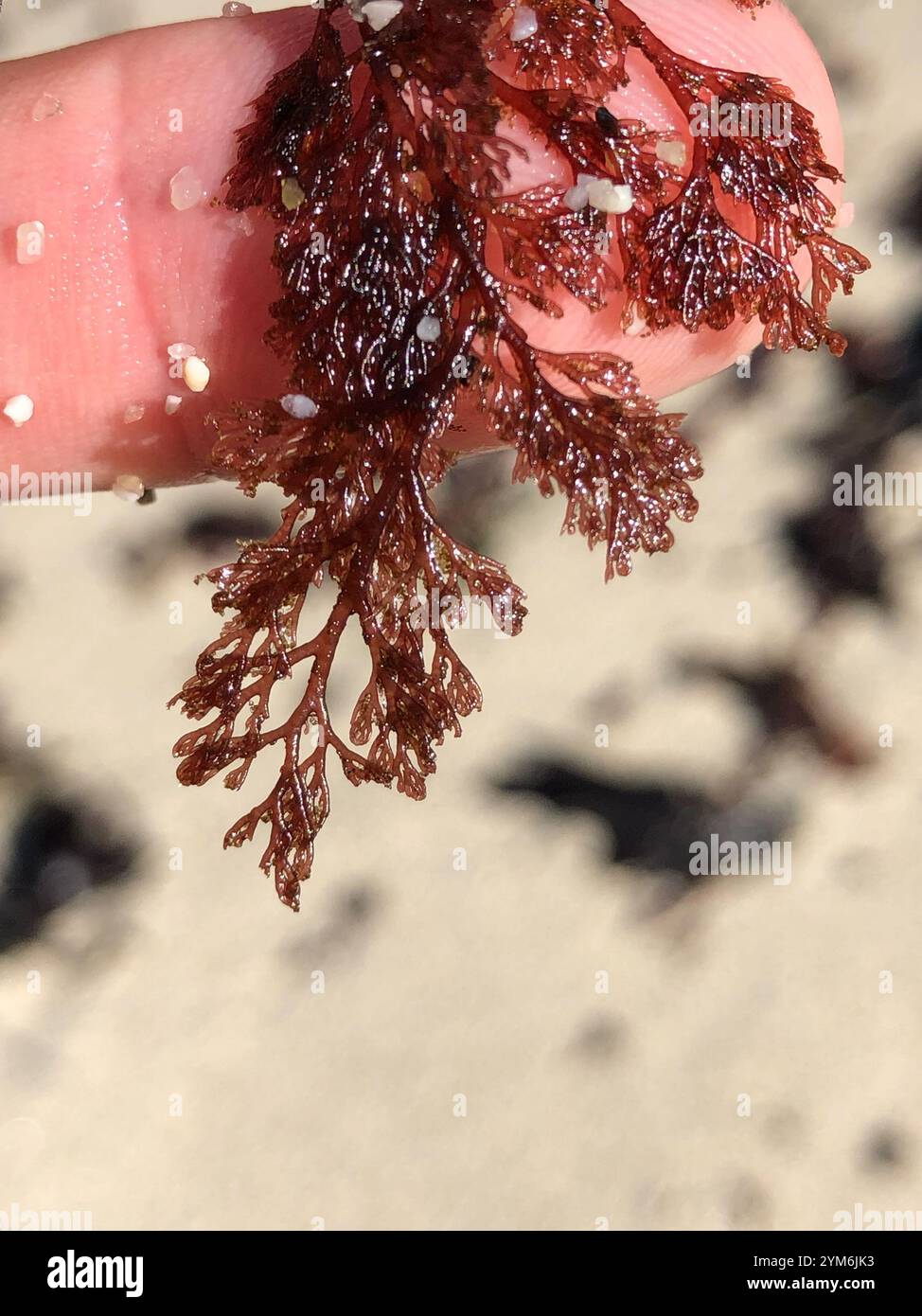 Delicate Sea Lace (Ceramothamnion coulteri Stock Photo - Alamy