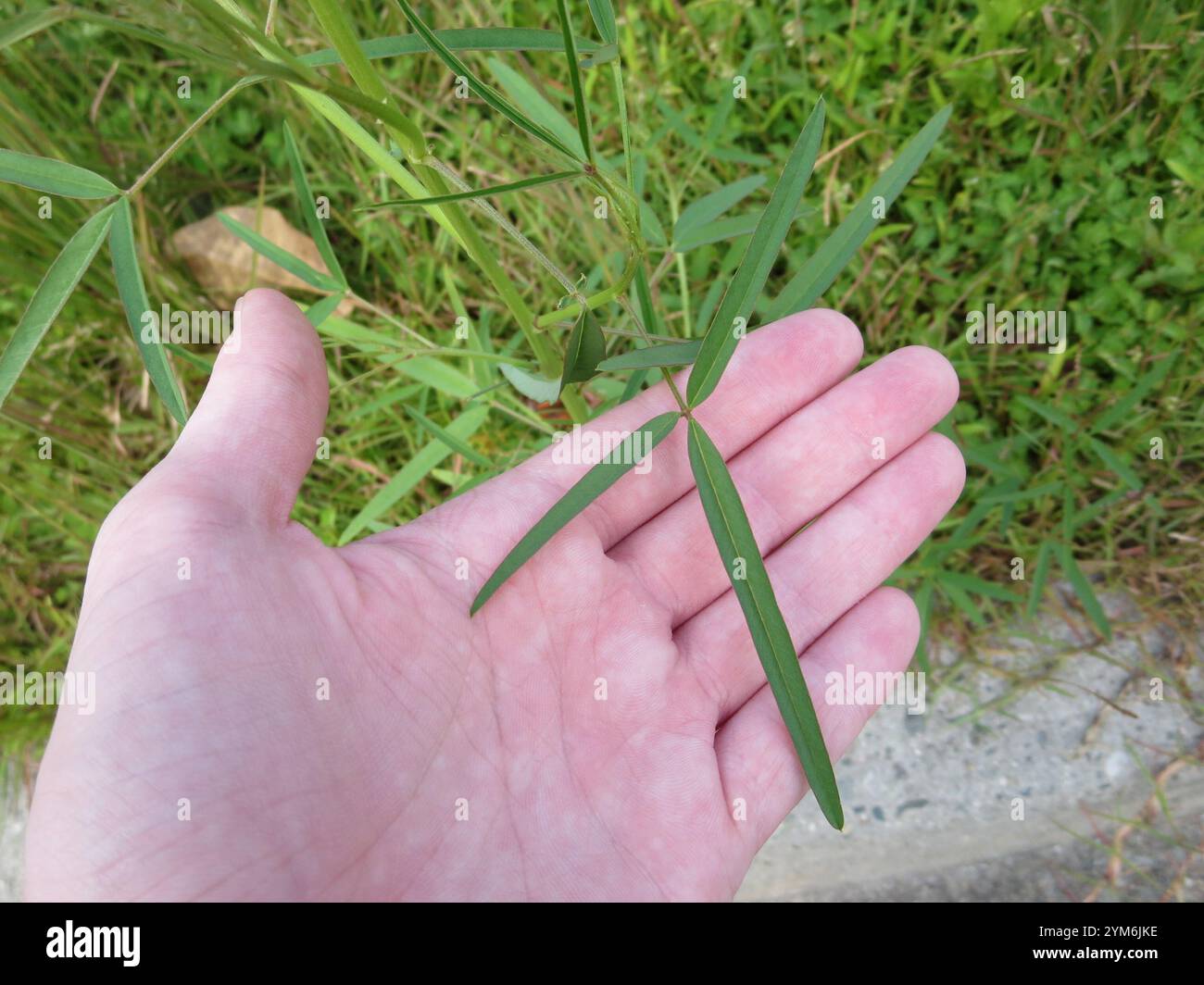 lanceleaf rattlebox (Crotalaria lanceolata Stock Photo - Alamy
