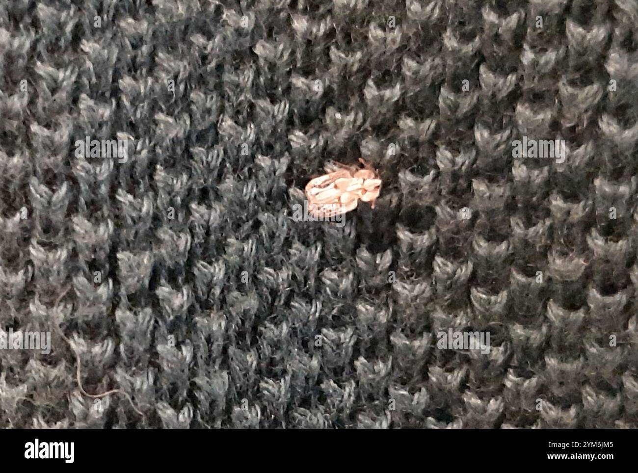 Eastern Sycamore Lace Bug (Corythucha ciliata Stock Photo - Alamy