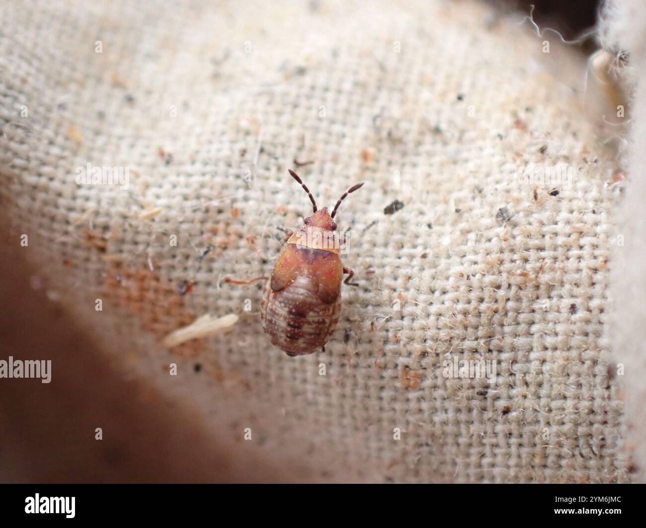 True Bugs (Heteroptera Stock Photo - Alamy