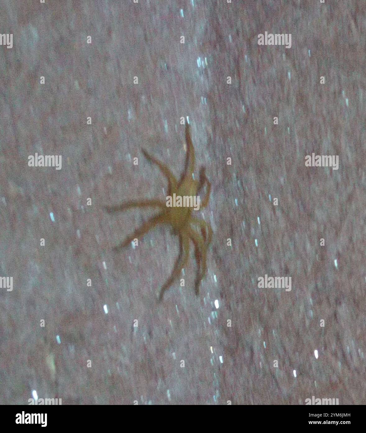 Green Huntsman Spider (Micrommata virescens Stock Photo - Alamy