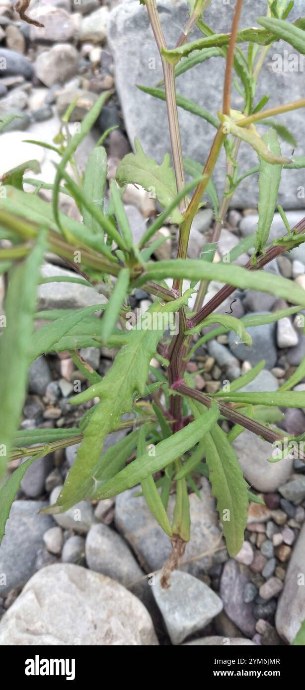 Madagascar Ragwort (Senecio madagascariensis Stock Photo - Alamy