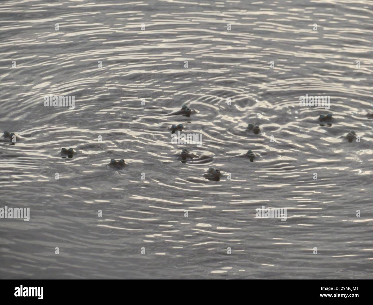 Four-eyed Fish (Anableps Stock Photo - Alamy