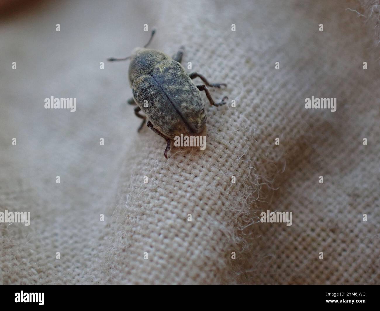 Lesser knapweed flower weevil hi-res stock photography and images - Alamy