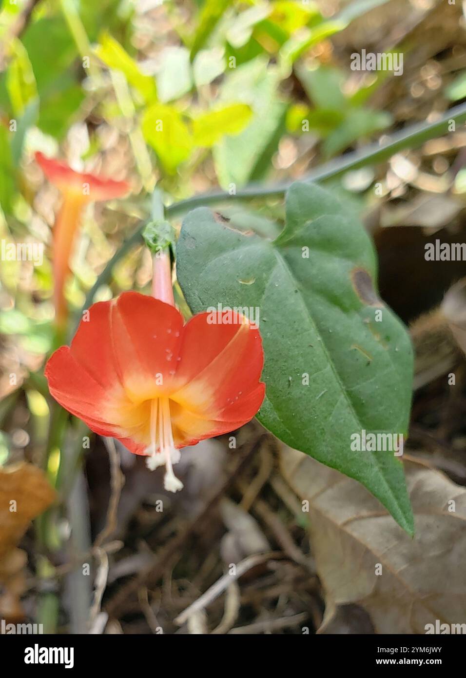 red morning glory (Ipomoea coccinea Stock Photo - Alamy