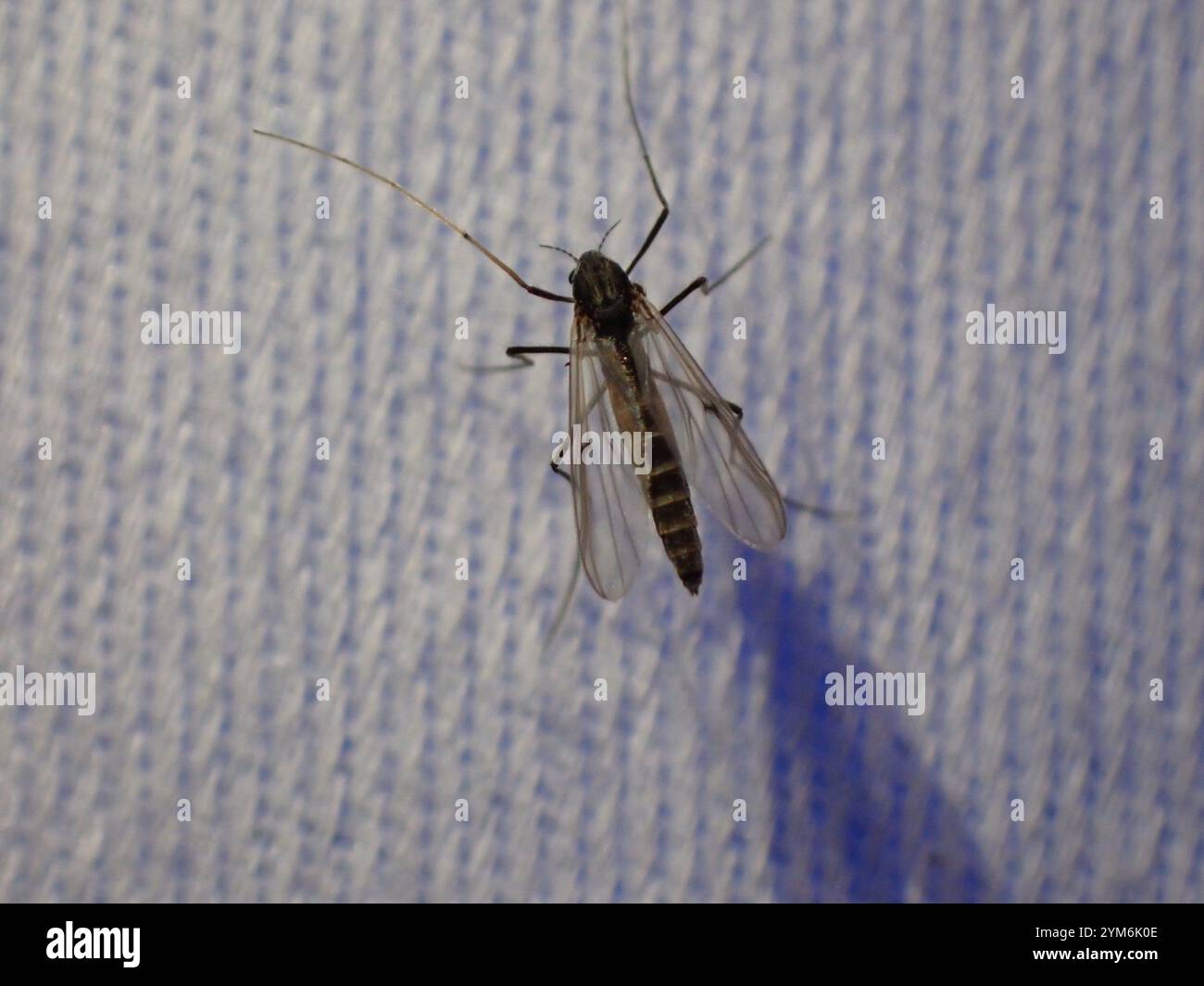 Non-biting Midges (Chironomidae Stock Photo - Alamy