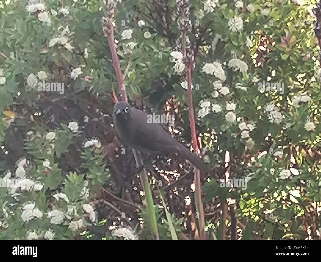 Cape Bulbul (Pycnonotus capensis Stock Photo - Alamy