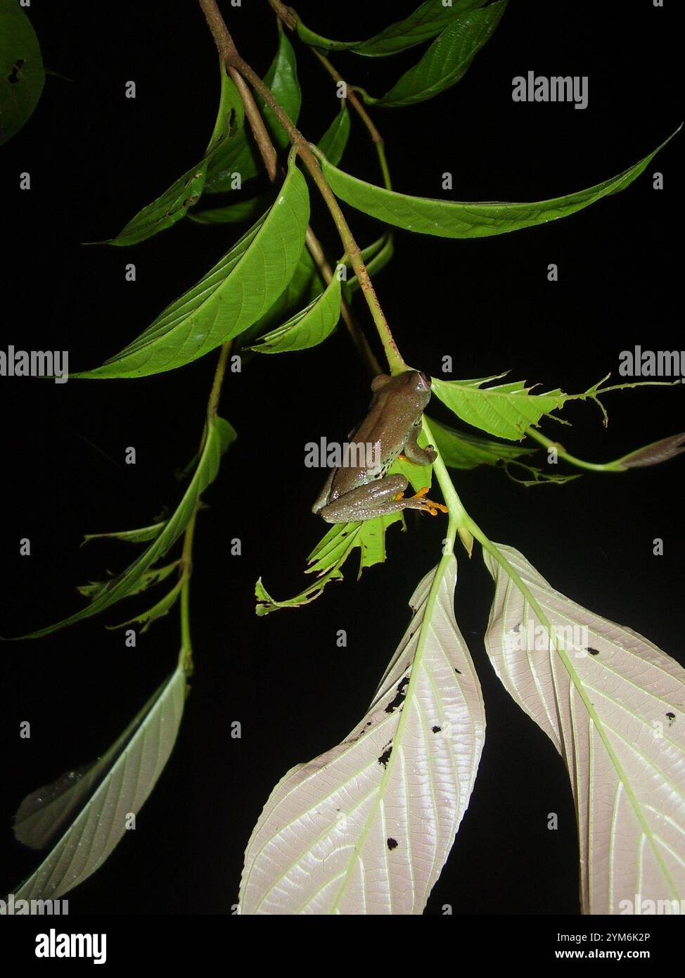 São Tomé Giant Treefrog (Hyperolius thomensis Stock Photo - Alamy