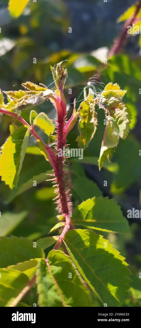 Prickly Wild Rose (Rosa acicularis Stock Photo - Alamy