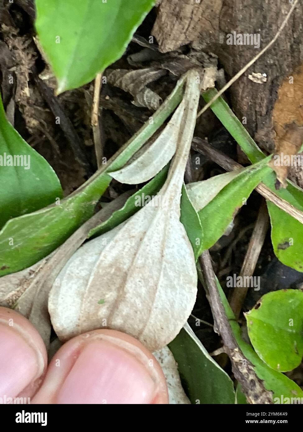 Smooth Parlin's pussytoes (Antennaria parlinii parlinii Stock Photo - Alamy