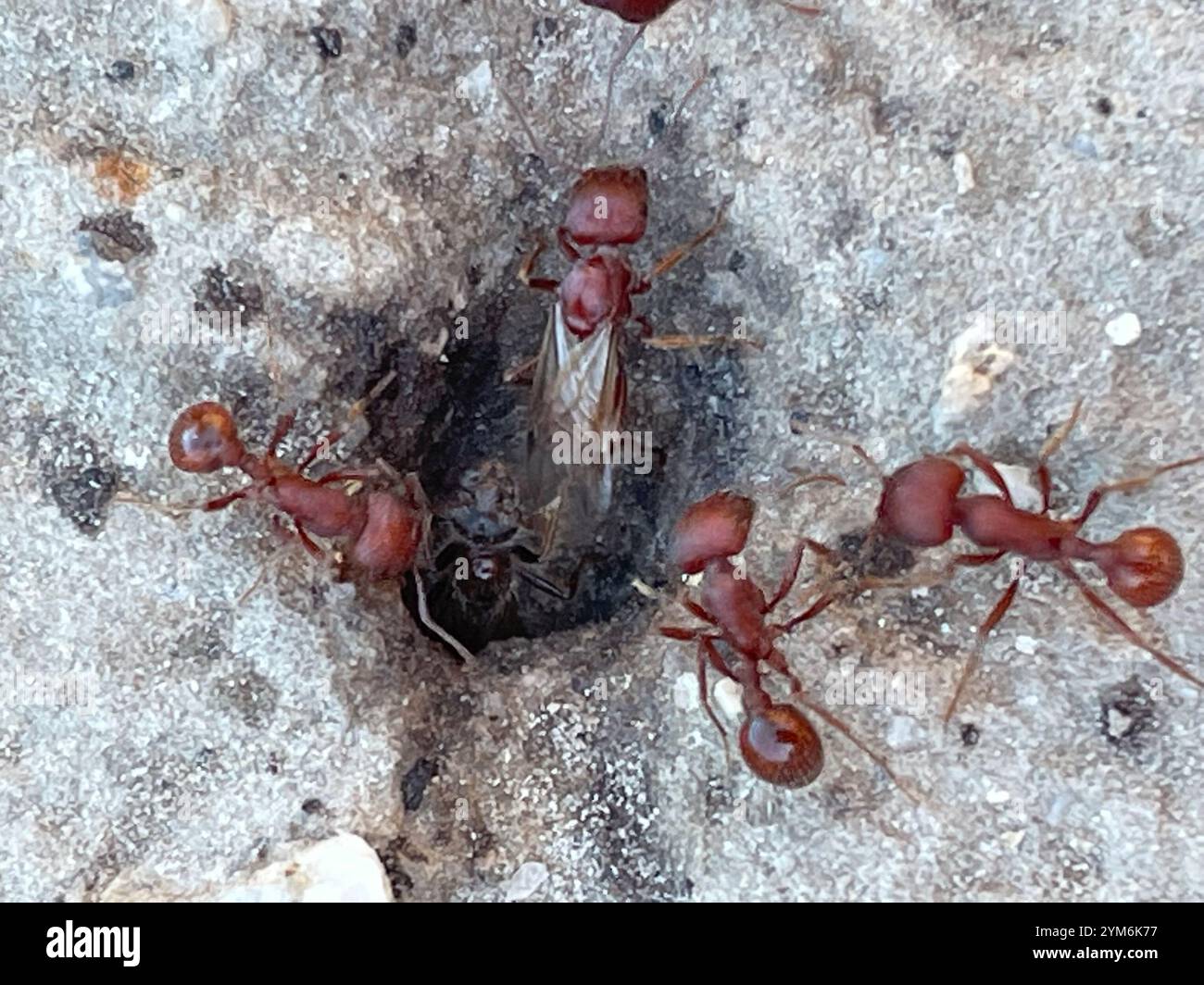 California Harvester Ant (Pogonomyrmex californicus Stock Photo - Alamy