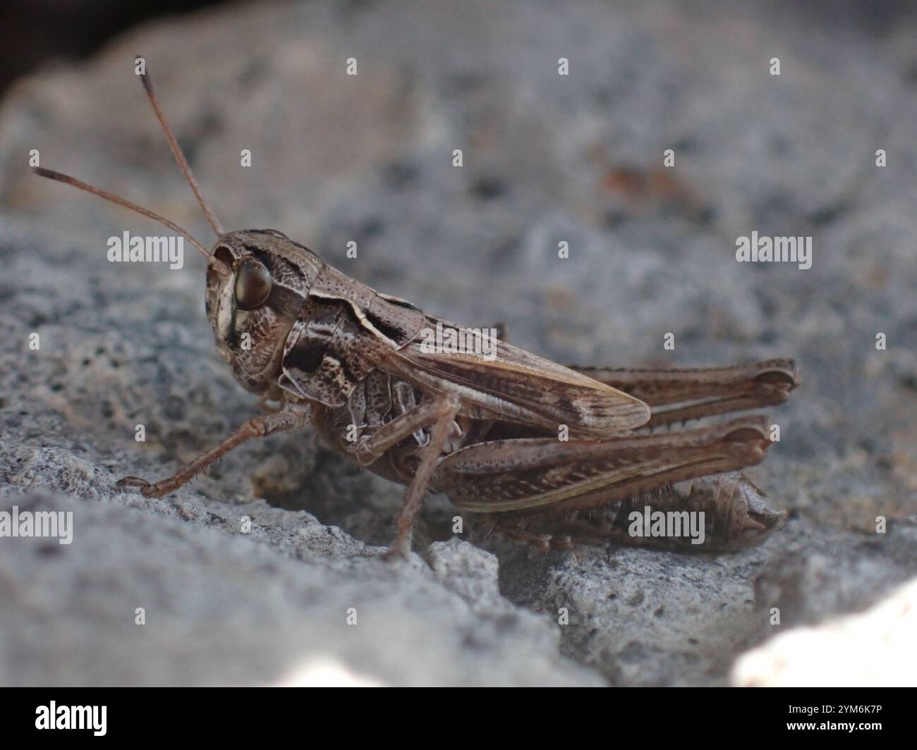 Club-horned Grasshopper (Aeropedellus clavatus Stock Photo - Alamy