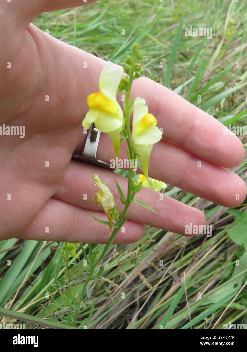 common toadflax (Linaria vulgaris Stock Photo - Alamy