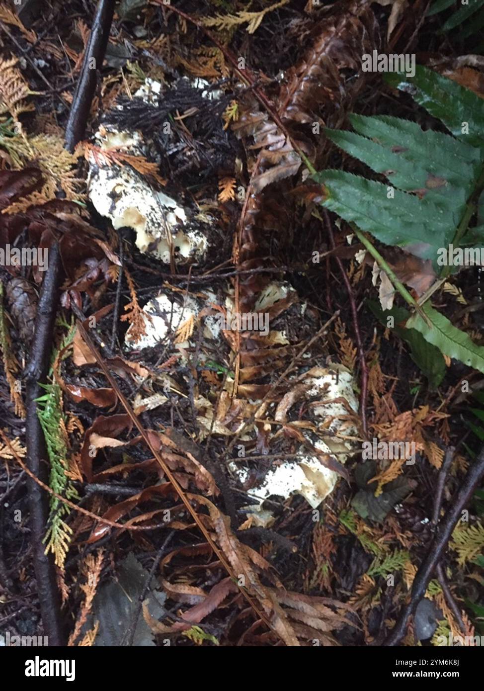 Short-stemmed Russula (Russula brevipes Stock Photo - Alamy