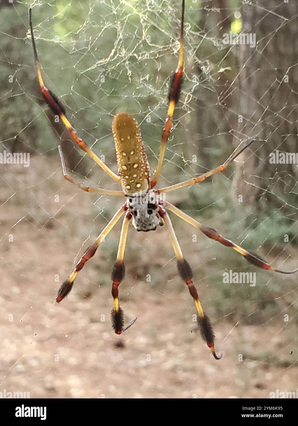 Golden Silk Spider (Trichonephila clavipes Stock Photo - Alamy