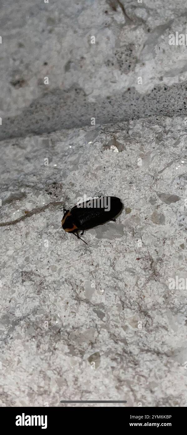 Winter Firefly (Ellychnia corrusca Stock Photo - Alamy