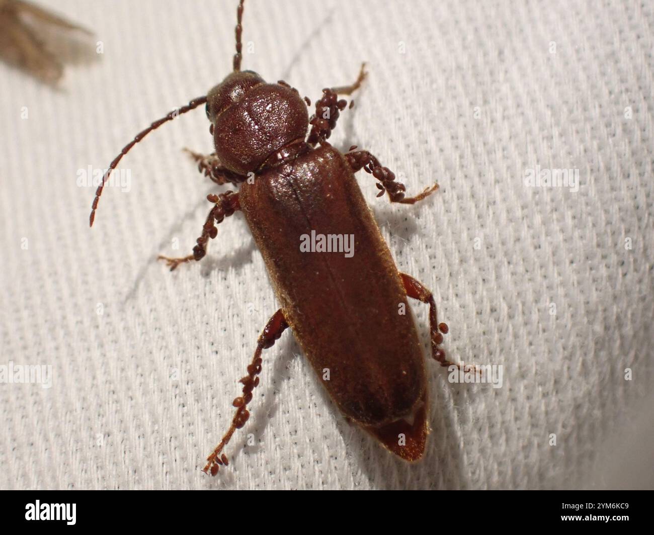 Asemum hi-res stock photography and images - Alamy